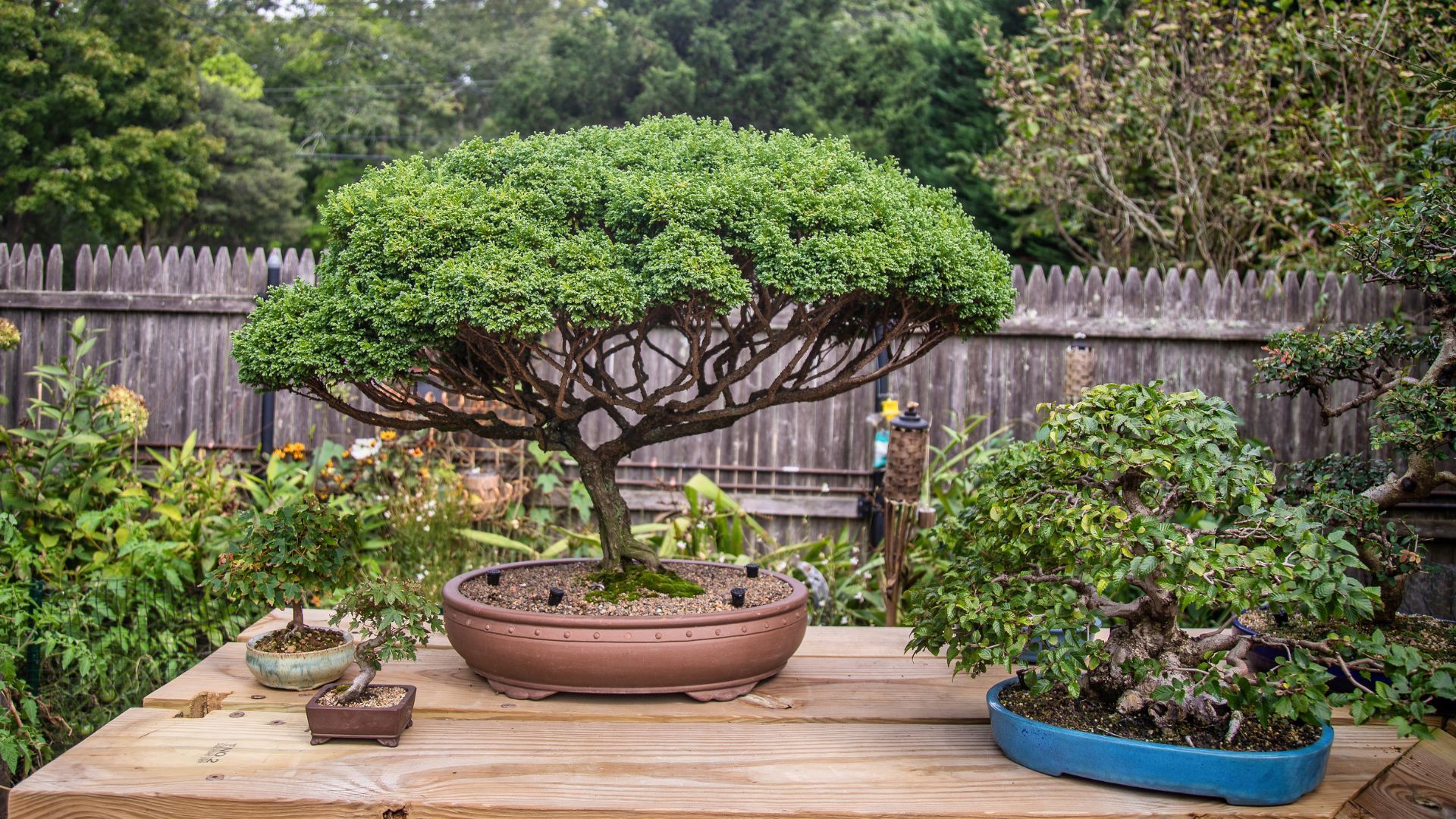 Gallery - Holistic Bonsai